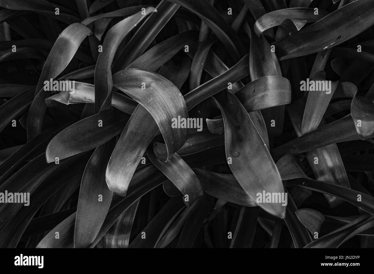 Plant leaves, stems, abstract Stock Photo - Alamy