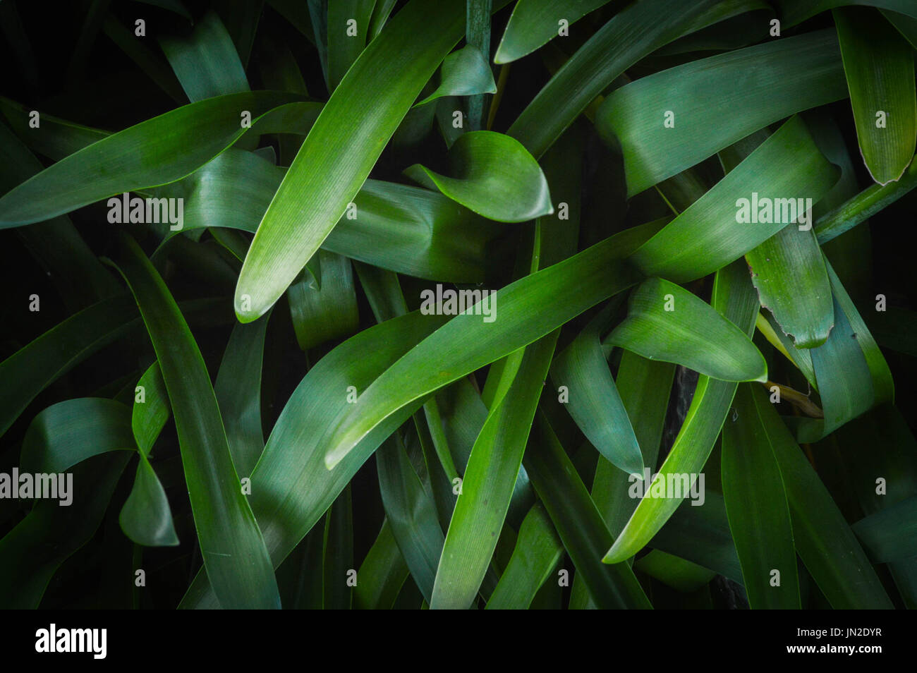Plant leaves, stems, abstract Stock Photo - Alamy