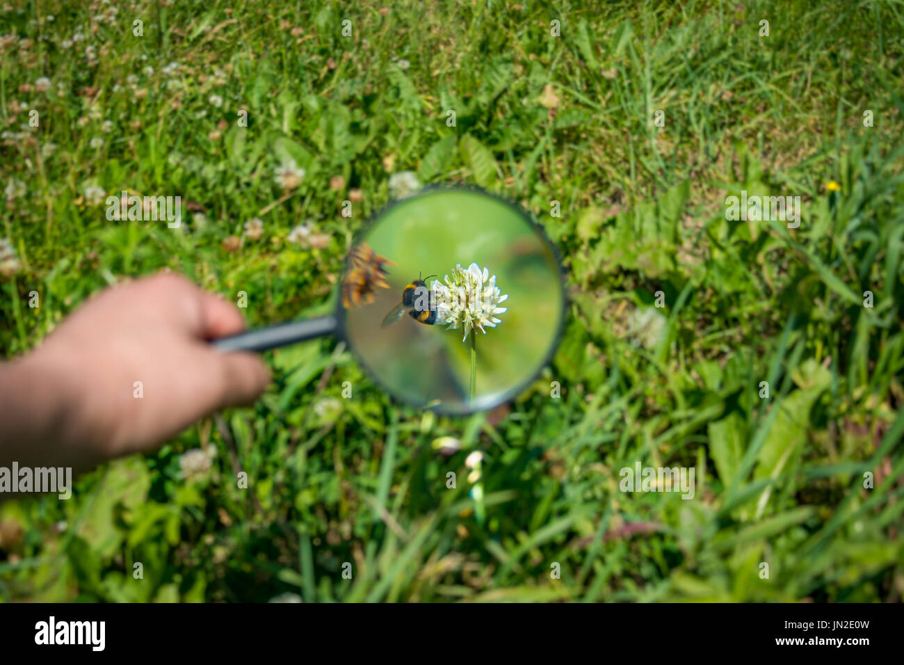 Magnifying glass bumble bee hi-res stock photography and images - Alamy