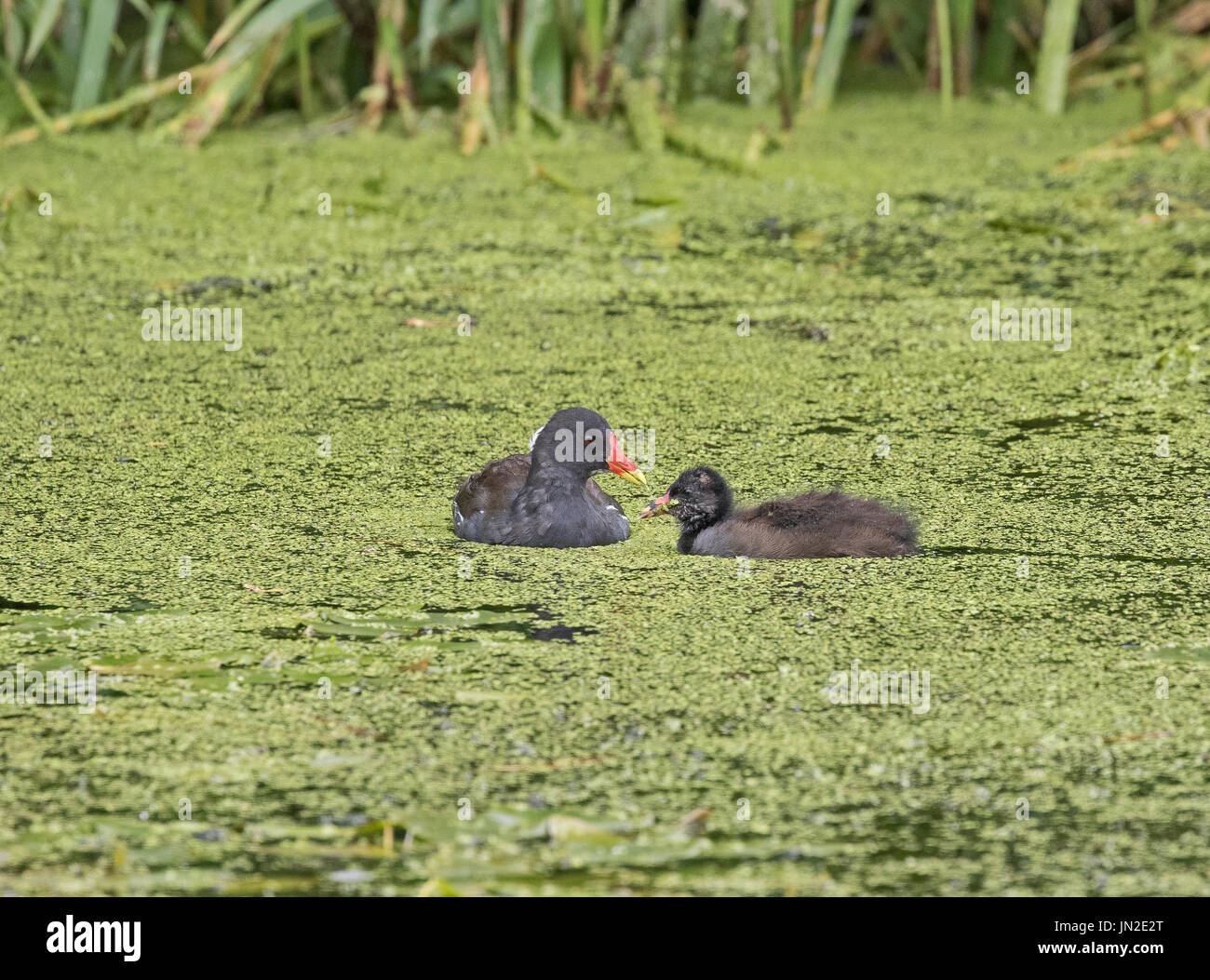 Mother moorhen feeding her baby Stock Photo - Alamy