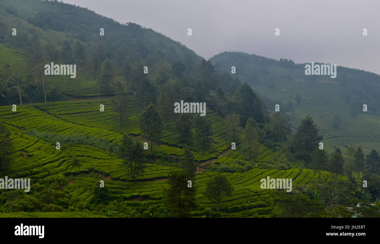 Tea plantation top view hi-res stock photography and images - Alamy