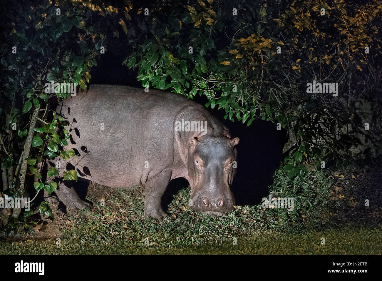 Hippopotamus on the east coast near St. Lucia in South Africa. The ...