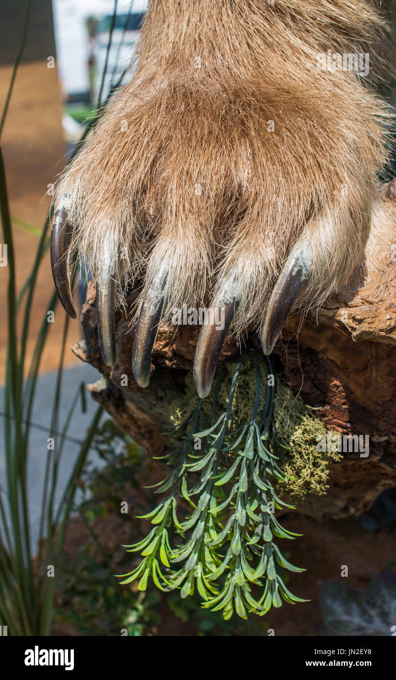 Grizzly bear sharp paws hi-res stock photography and images - Alamy