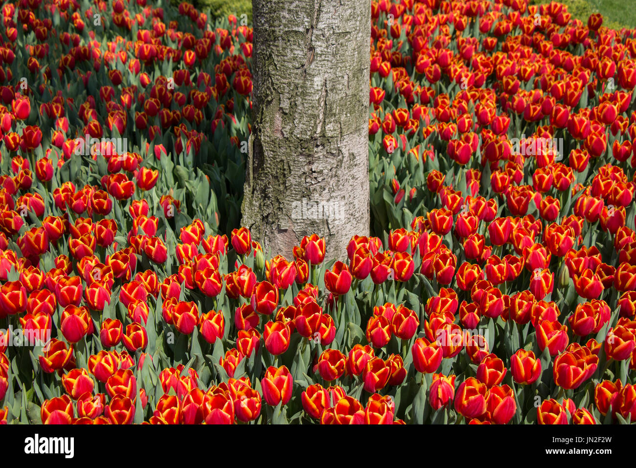 Tulip Flowers Blooming around tree trunk in Spring Season Stock Photo ...