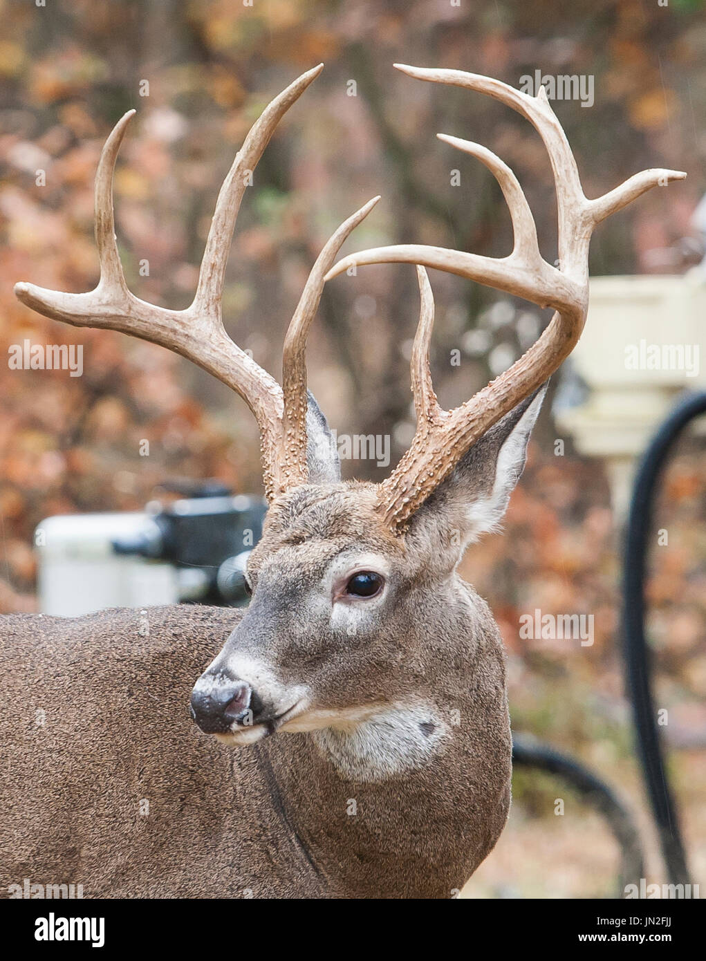 Whitetail Buck with Large Antlers Stock Photo - Alamy