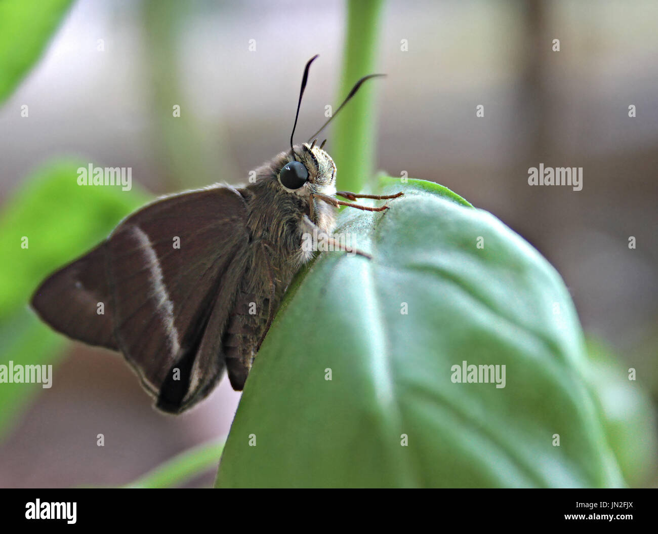 Common Banded Awl Butterfly Stock Photo - Alamy