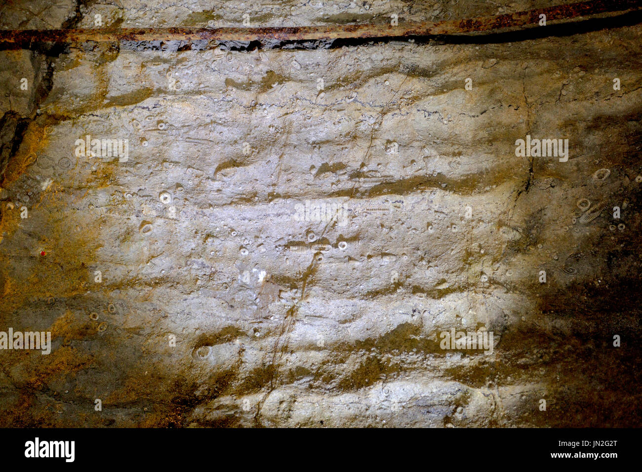 Crinoid fossils in the carboniferous limestone of the Blue John Cavern ...