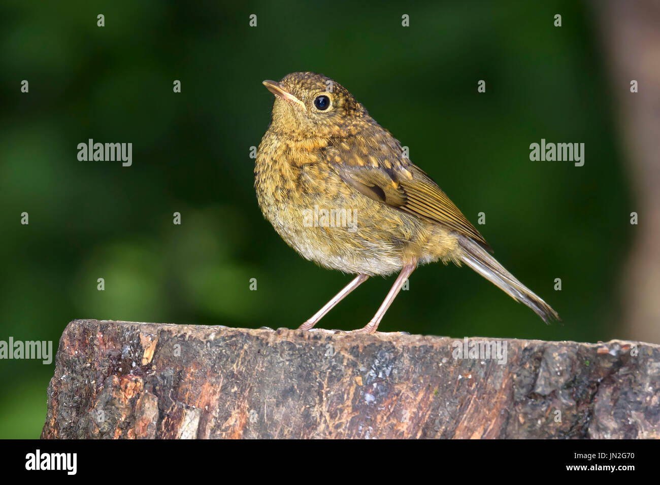 Juvenile robin hi-res stock photography and images - Alamy