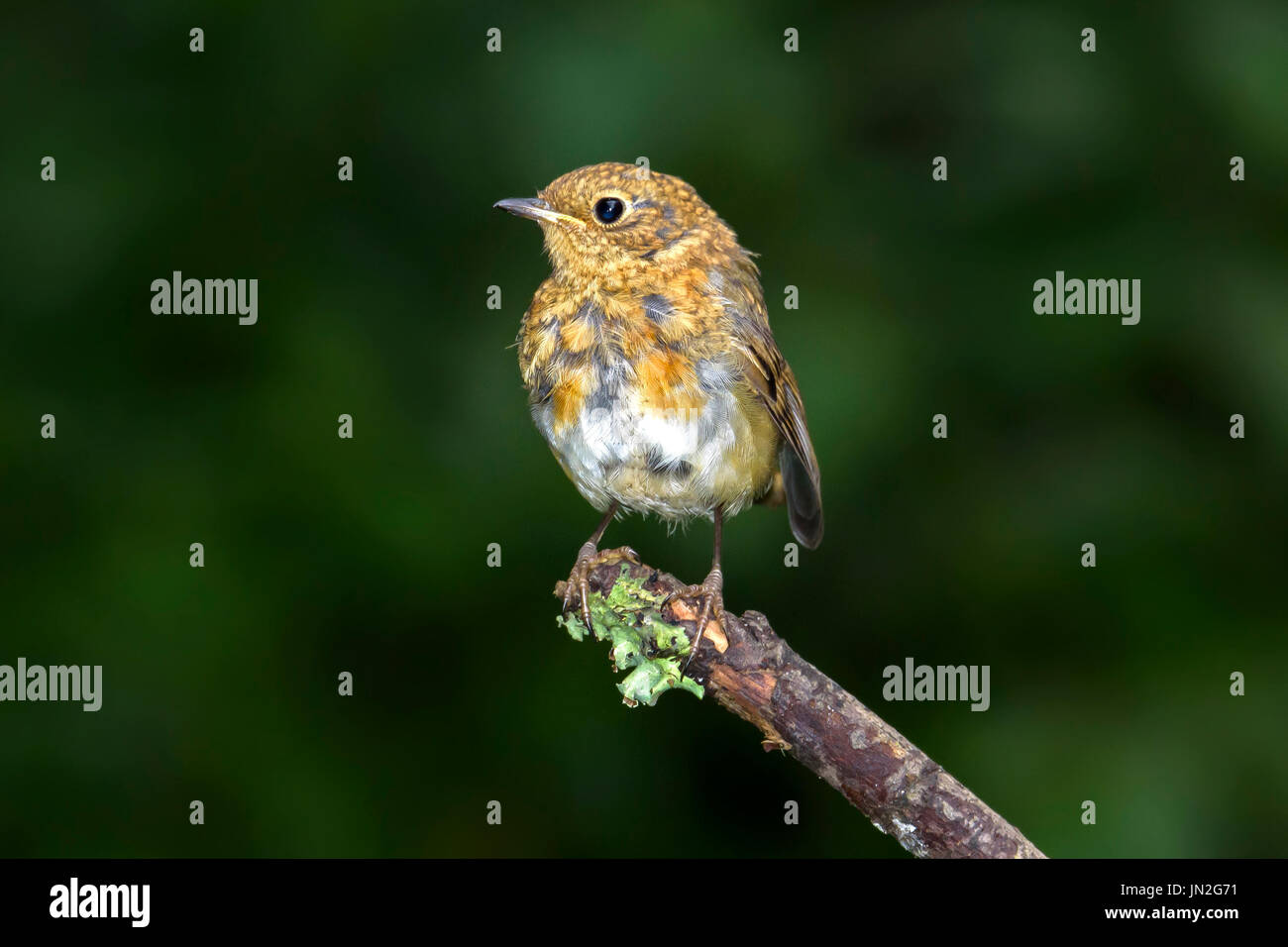 Juvenile robin hi-res stock photography and images - Alamy