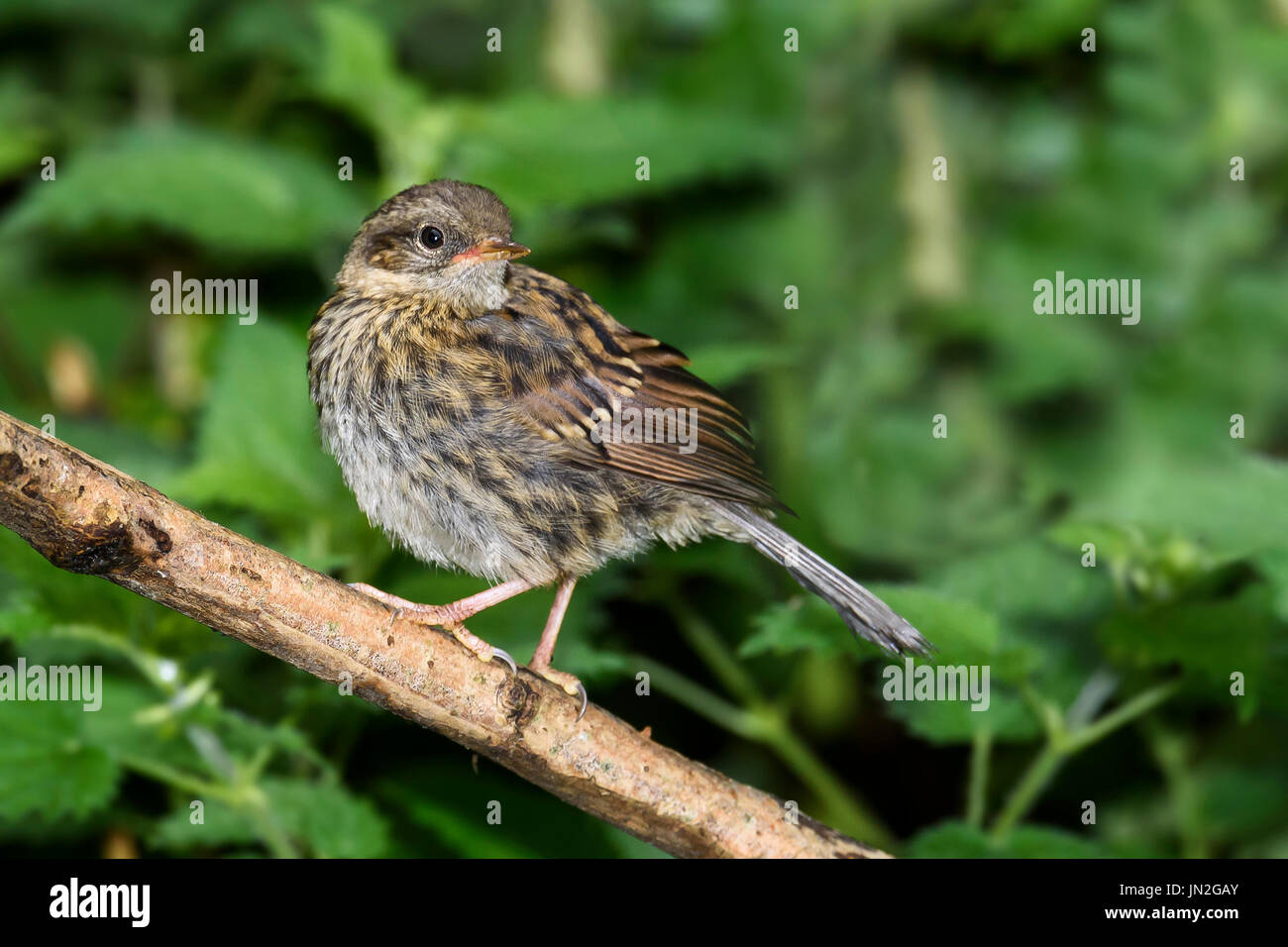 Juvenile dunnock hi-res stock photography and images - Alamy