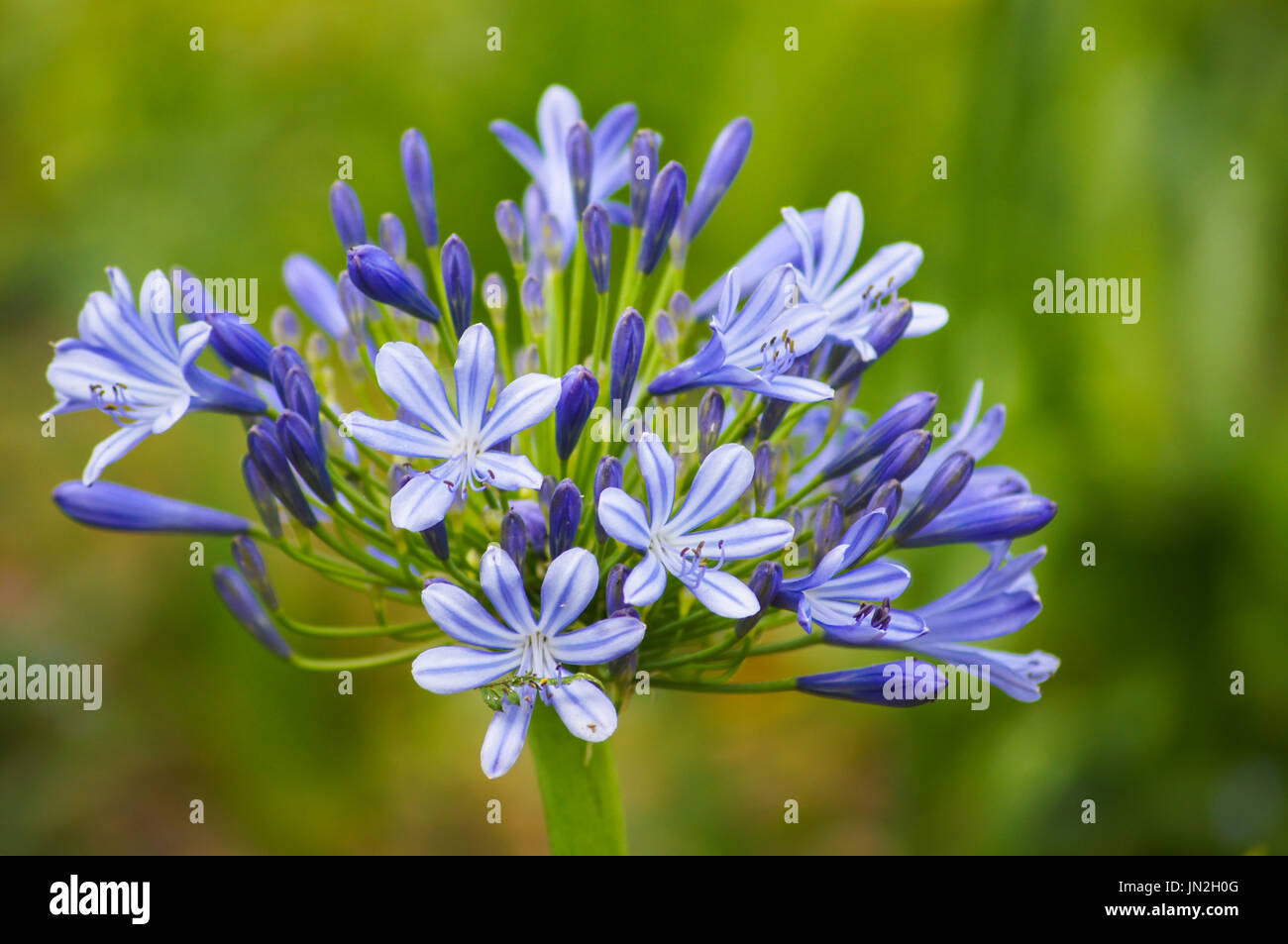 Bright blue flower in a spring meadow Stock Photo - Alamy