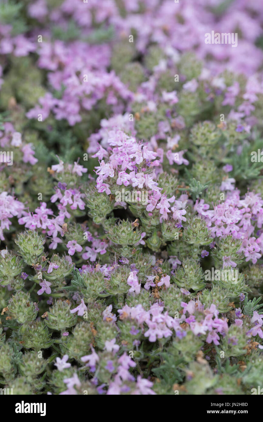 Doerflers Teppich-Thymian, Teppichthymian, Polsterthymian, Teppich ...