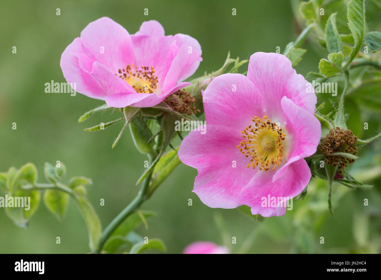 Samt-Rose, Sherard-Rose, Sammet-Rose, Samtrose, Sherardrose, Sammetrose ...