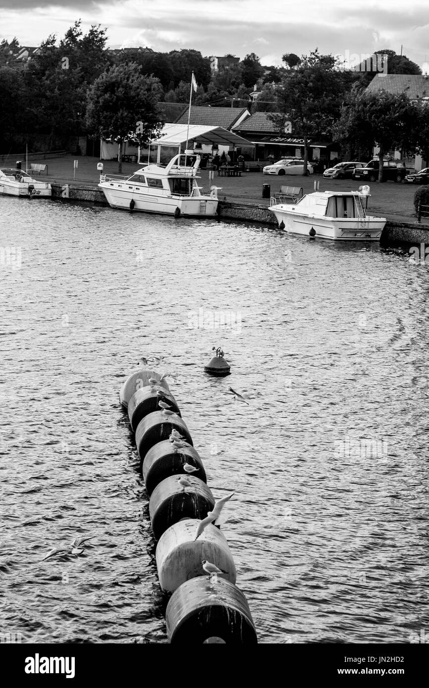 Line of birds resting a on line of floating buoy on the River Shannon ...