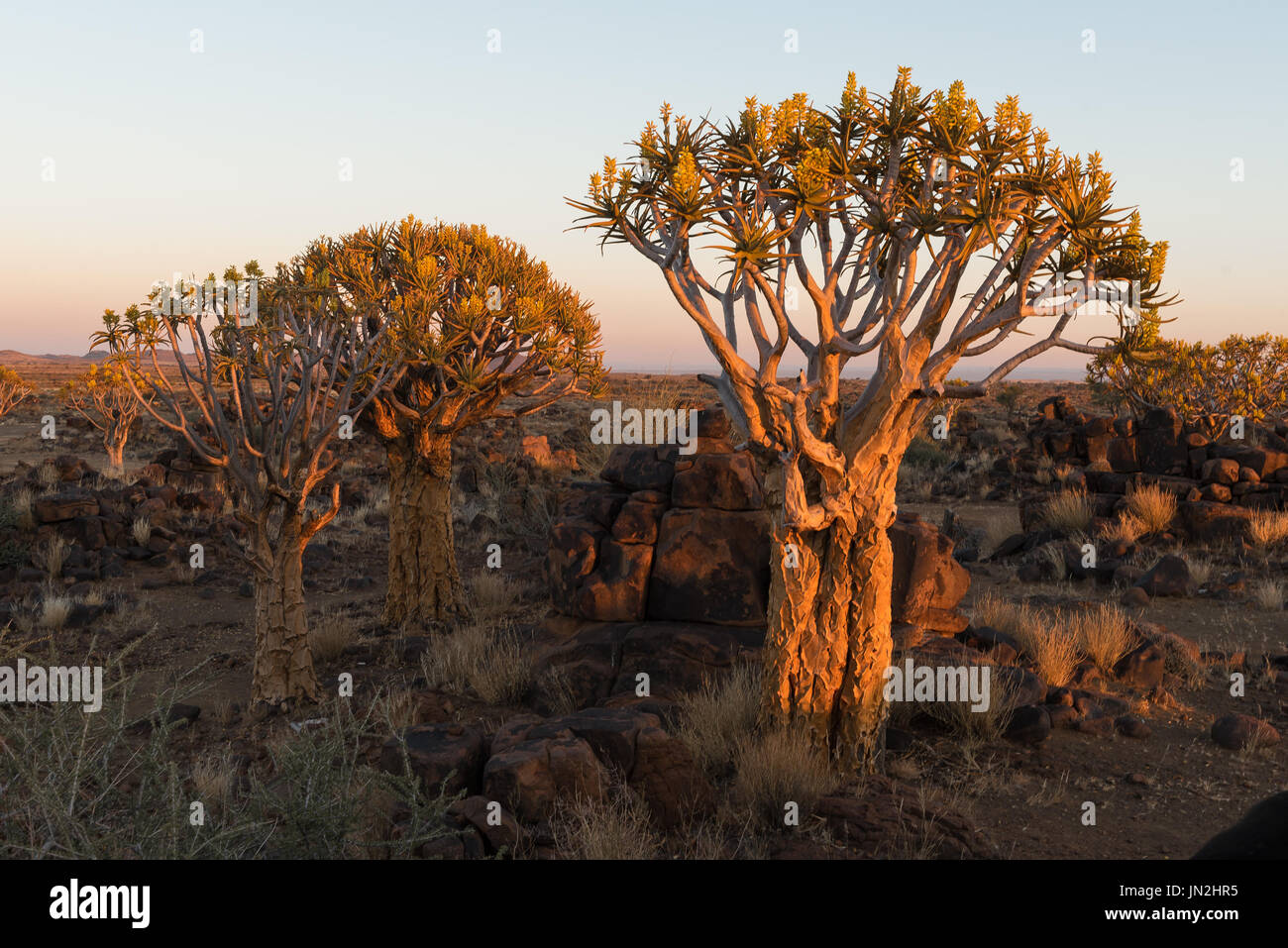Sunset view of the quiver tree forest at Garas Park Rest Camp, near ...