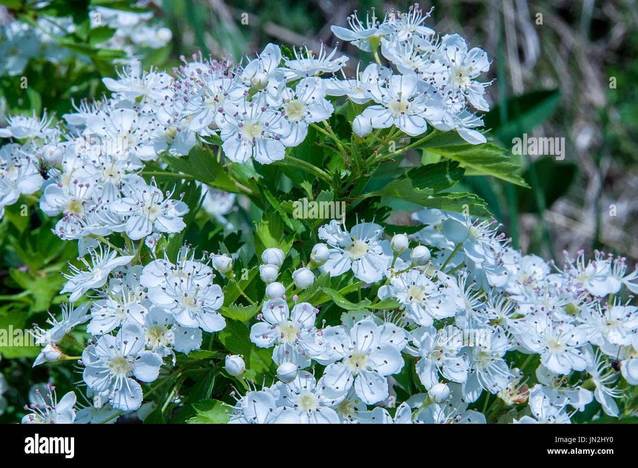 Hawthorne blossom and spring flowers hi-res stock photography and ...