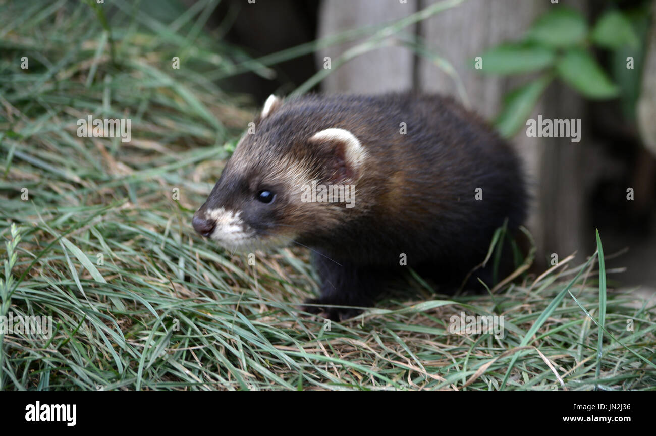 Polecat british hi-res stock photography and images - Alamy