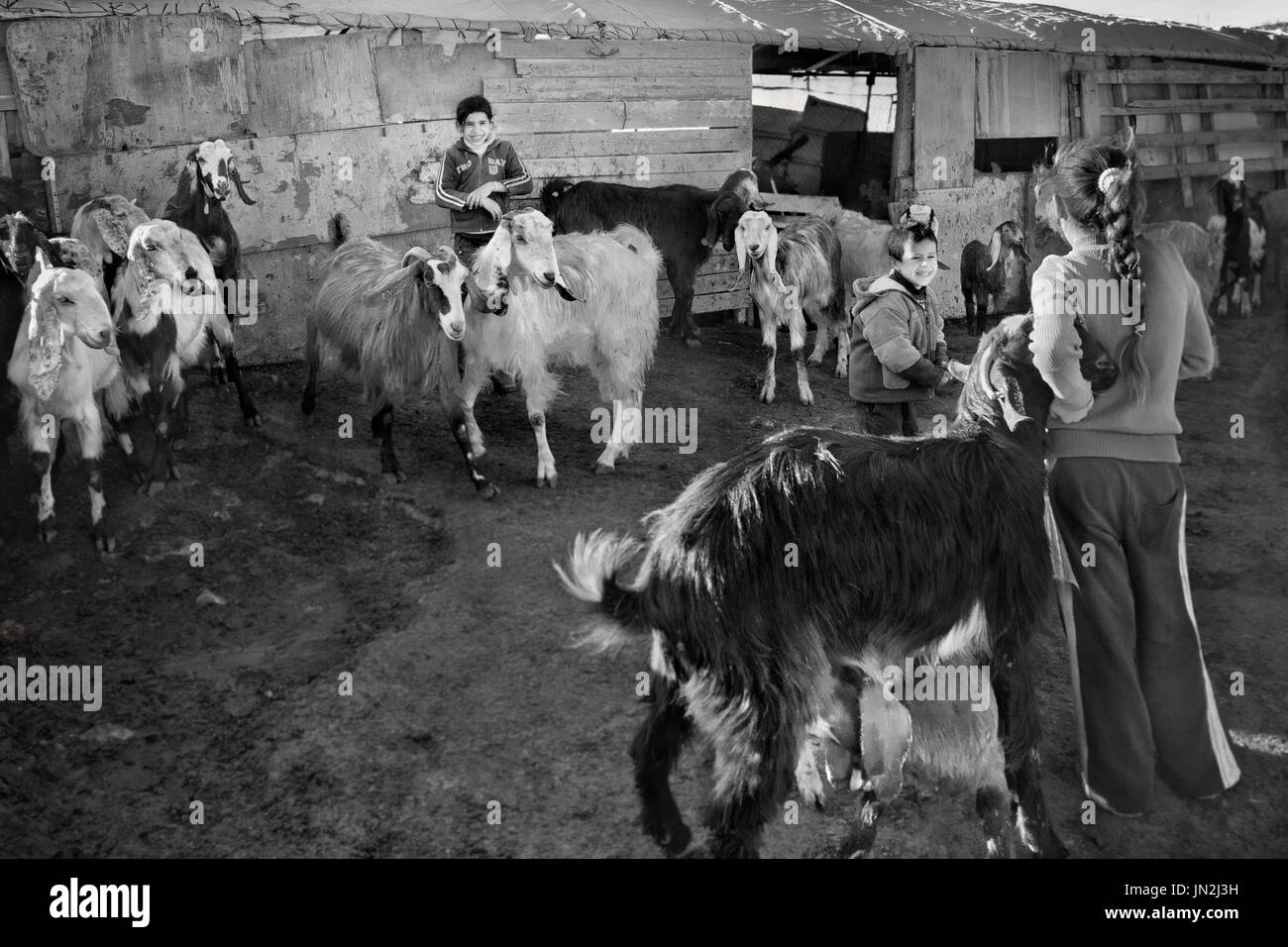 Palestinian Bedouin children play with tribes' goats east of Jerusalem ...
