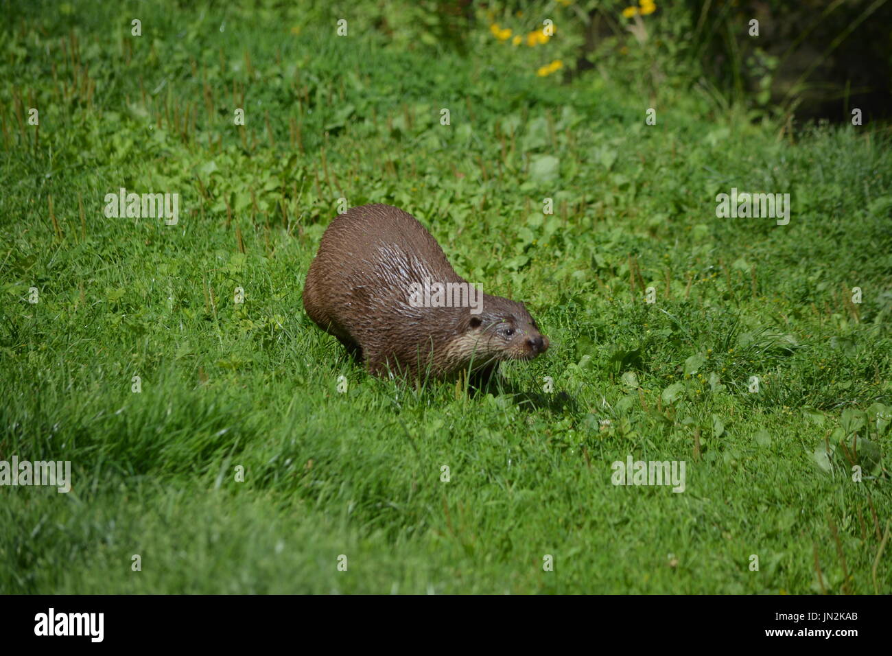 Eurasian otter (Lutra lutra) - on land beside their lake Stock Photo ...
