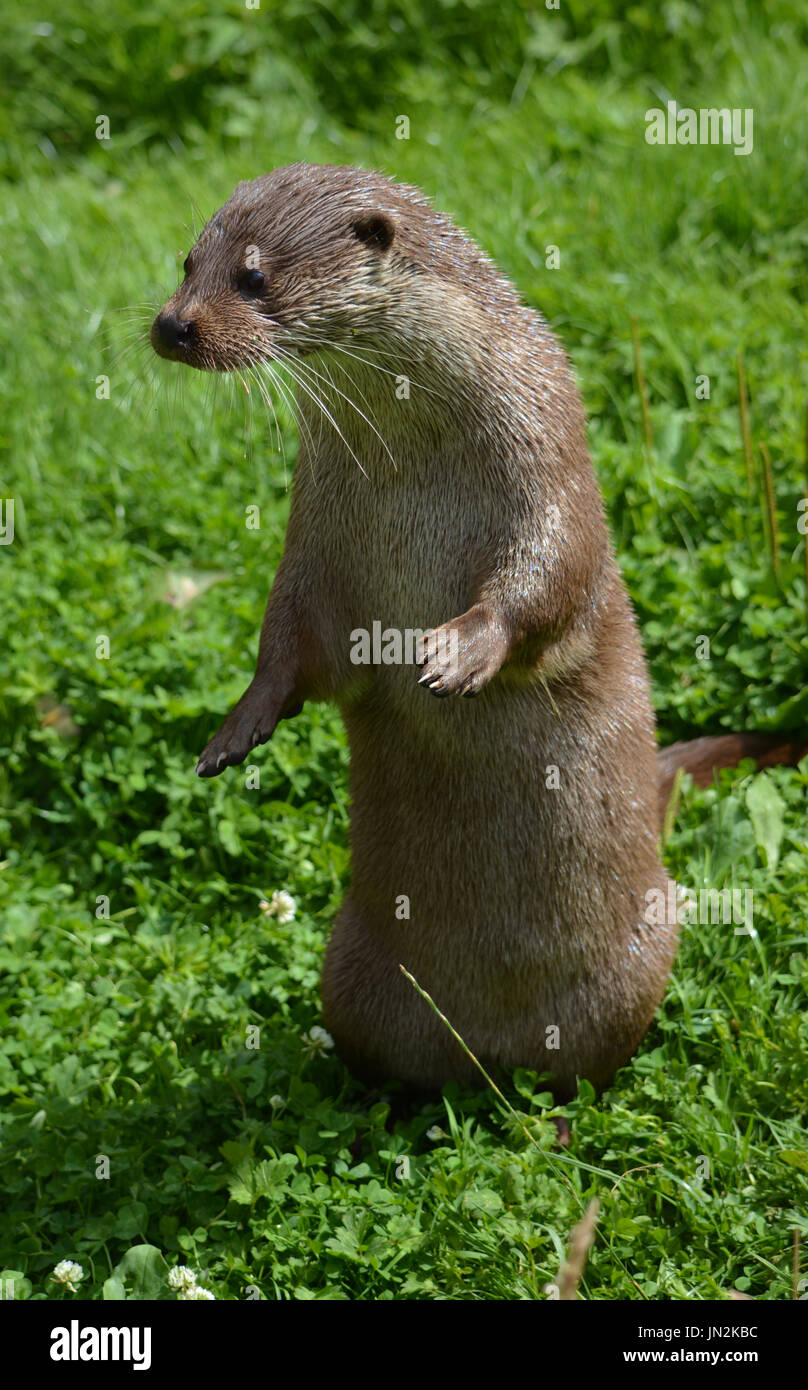 Otter standing up hi-res stock photography and images - Alamy
