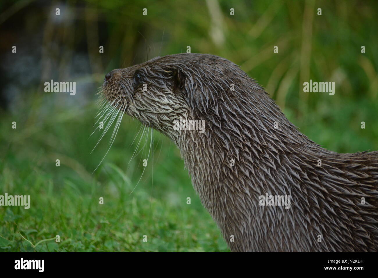 Eurasian otter (Lutra lutra) - head shot, profile Stock Photo - Alamy