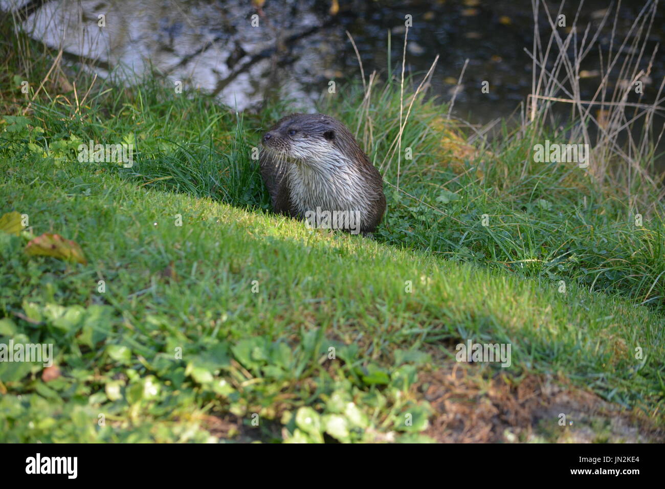 Eurasian otter (Lutra lutra) - on land beside their lake Stock Photo ...
