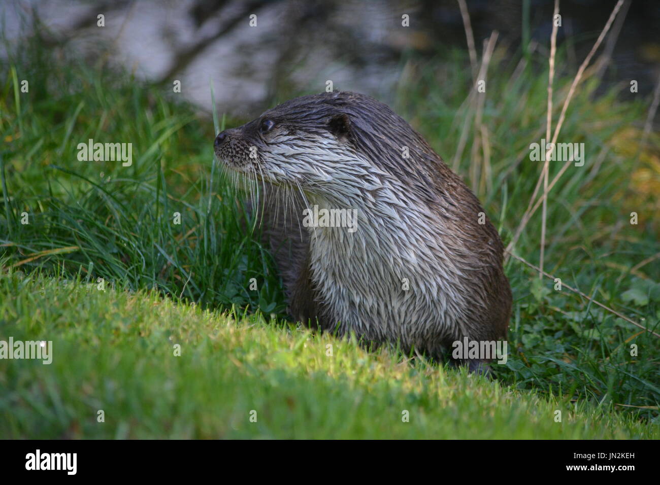Eurasian otter (Lutra lutra) - on land beside their lake Stock Photo ...