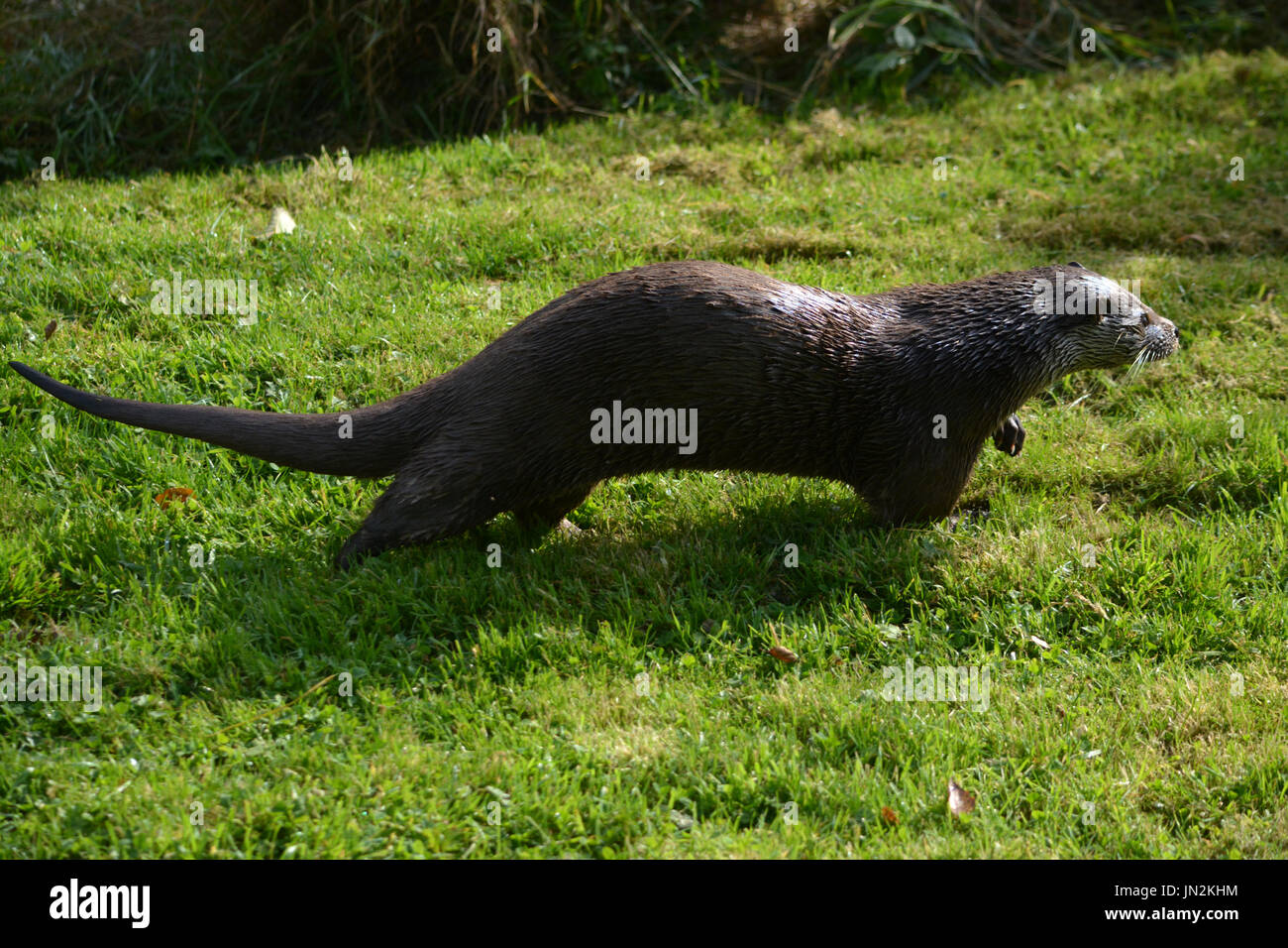 Running Otter High Resolution Stock Photography and Images - Alamy