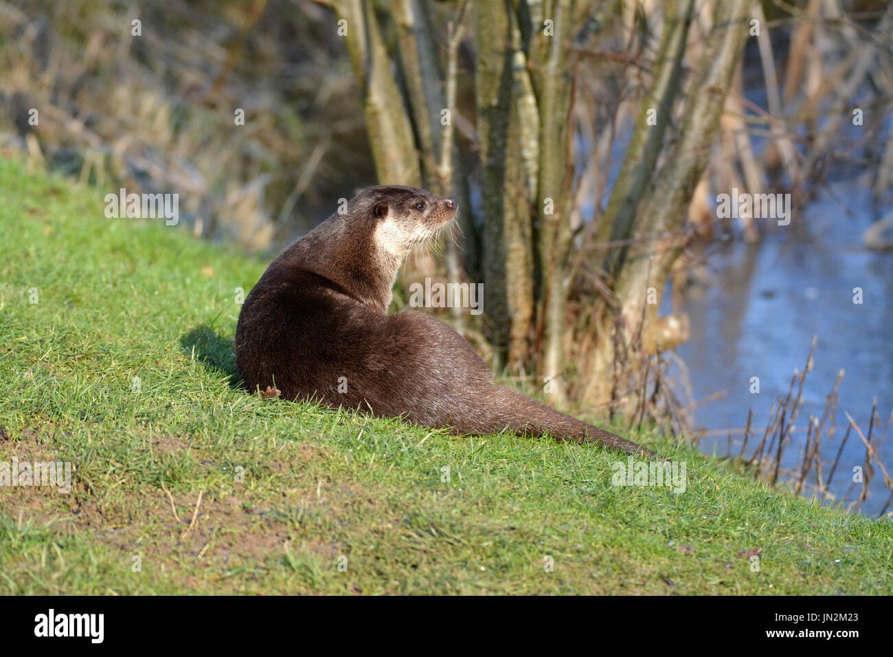 Eurasian otter (Lutra lutra) - on land beside their lake Stock Photo ...