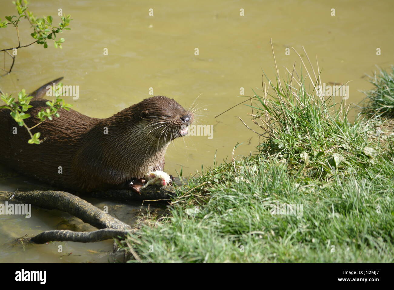 Eurasian otter (Lutra lutra) - smiling or laughing Stock Photo - Alamy