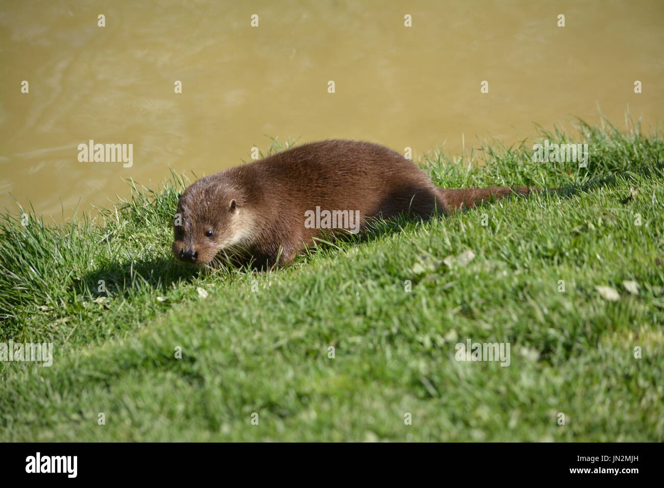 Eurasian otter (Lutra lutra) - on land beside their lake Stock Photo ...