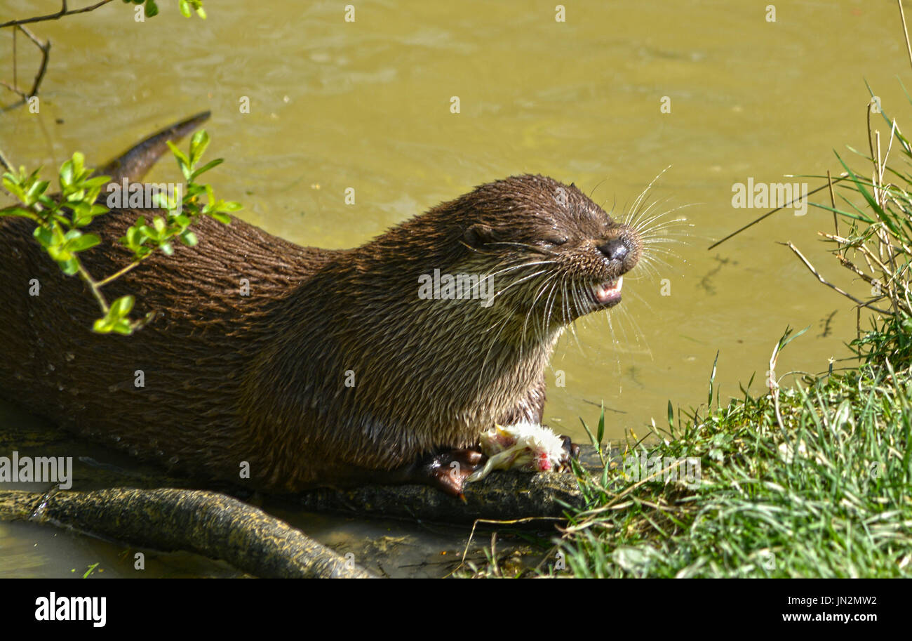 Eurasian otter (Lutra lutra) - smiling or laughing Stock Photo - Alamy