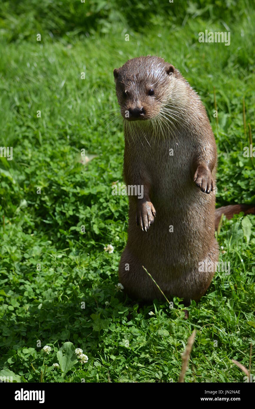Otter standing up hi-res stock photography and images - Alamy