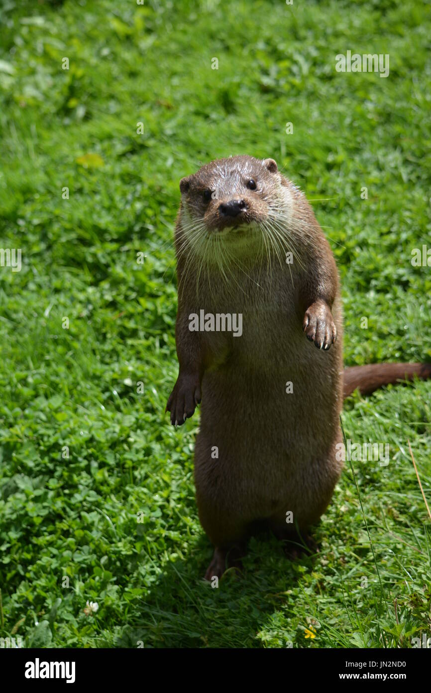 Otter standing up hi-res stock photography and images - Alamy
