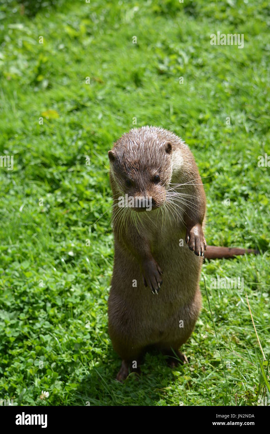 Otter standing up hi-res stock photography and images - Alamy