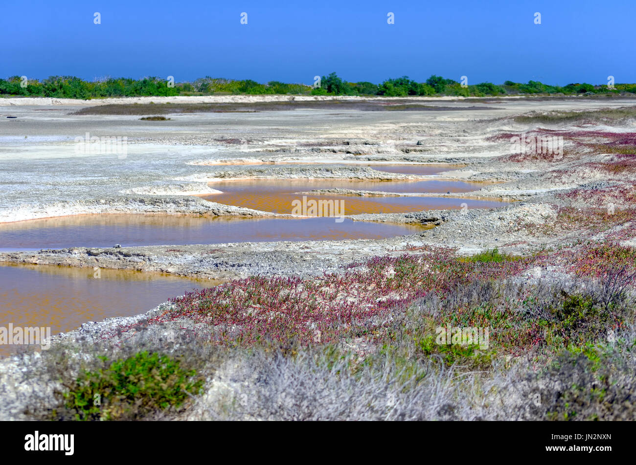 View of area with small pools of salt in Rio Lagartos in the Yucatan ...