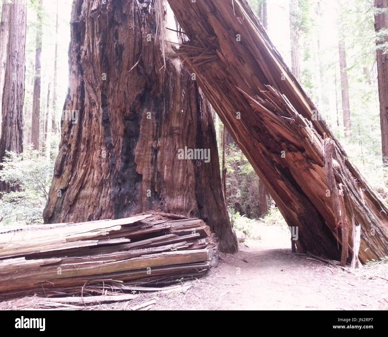 Giant Leaning Stump Stock Photo - Alamy