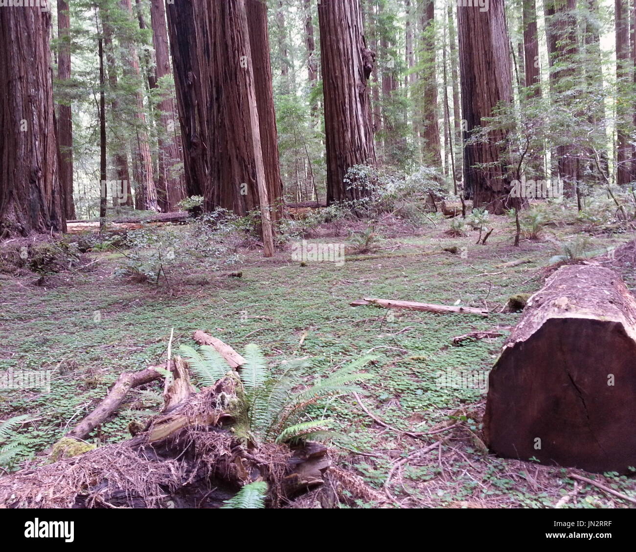 Redwood Sorrel Covers the Forest Floor Stock Photo - Alamy