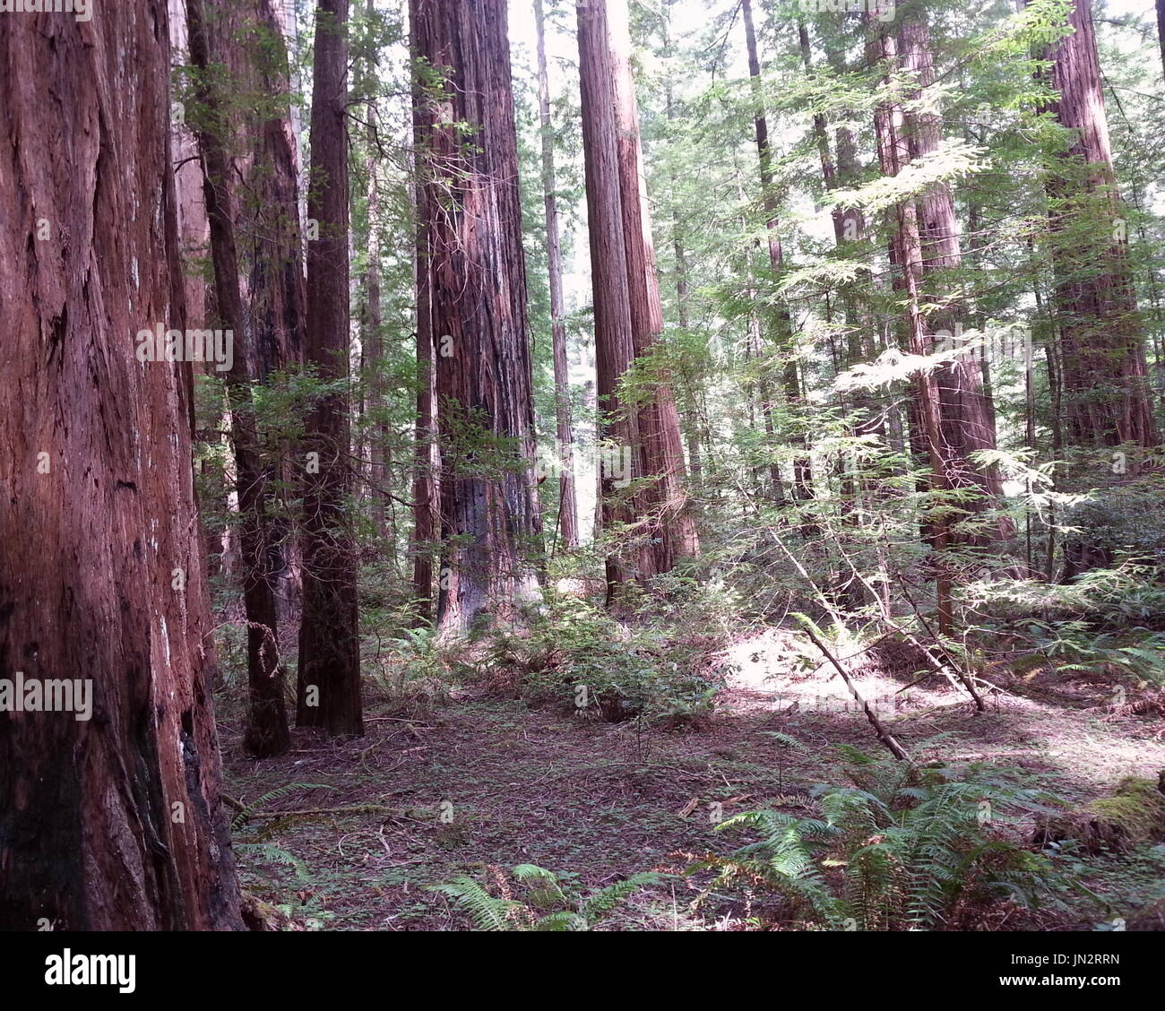 Awesome shade hi-res stock photography and images - Alamy