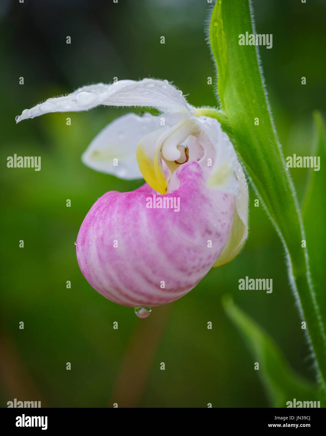 Wild Showy Lady's Slipper (Cypripedium reginae), White Lake fen ...