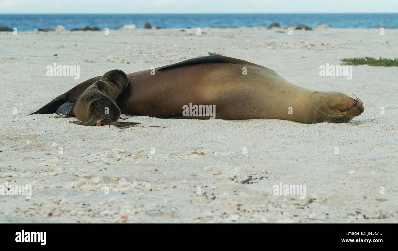 Leon marino hi-res stock photography and images - Alamy