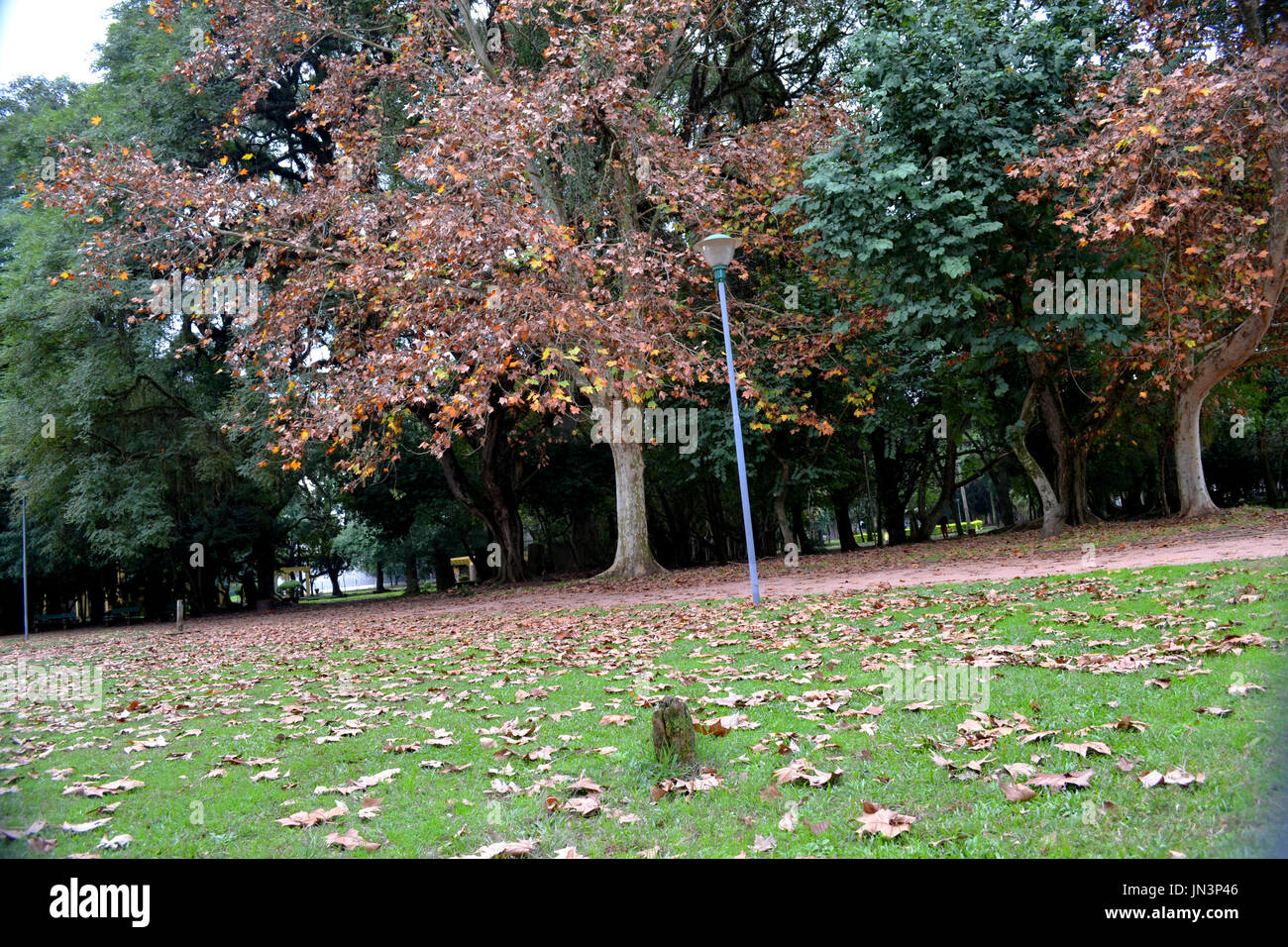 Trees in autumn Stock Photo - Alamy