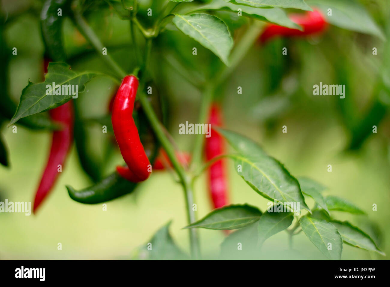 Strong seasoning hi-res stock photography and images - Alamy