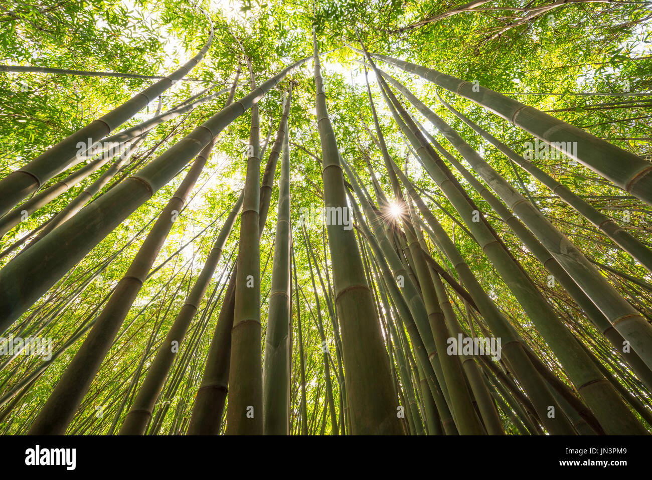 Sun shining through a bamboo forest, Chengdu, Sichuan Province, China ...