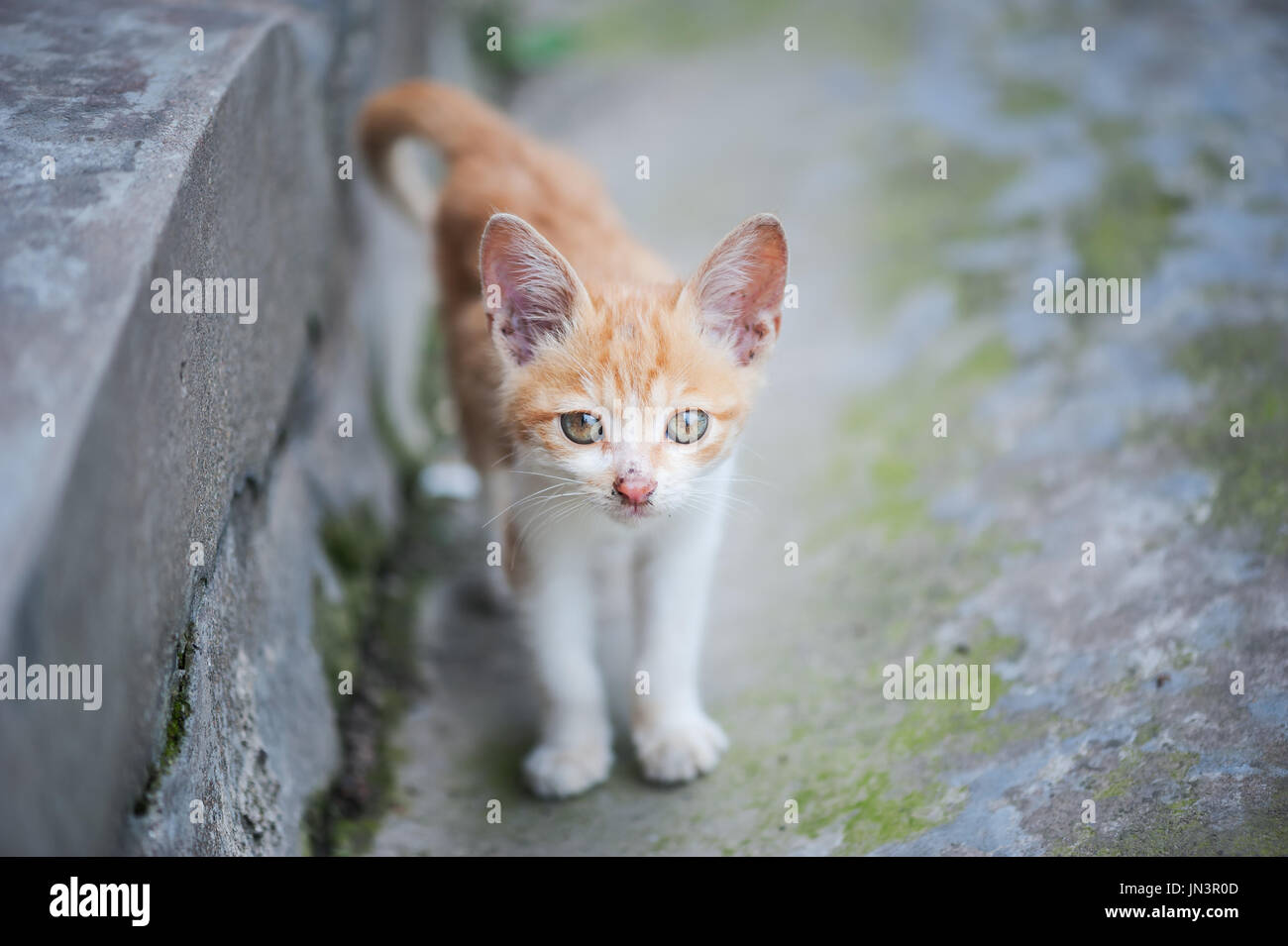 Kitten in the street hi-res stock photography and images - Alamy