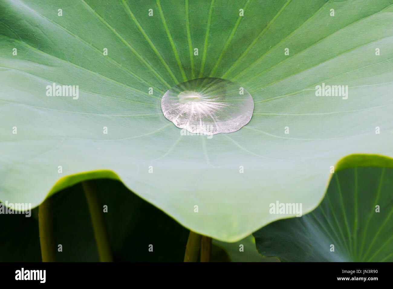water drop on lotus leaf Stock Photo - Alamy