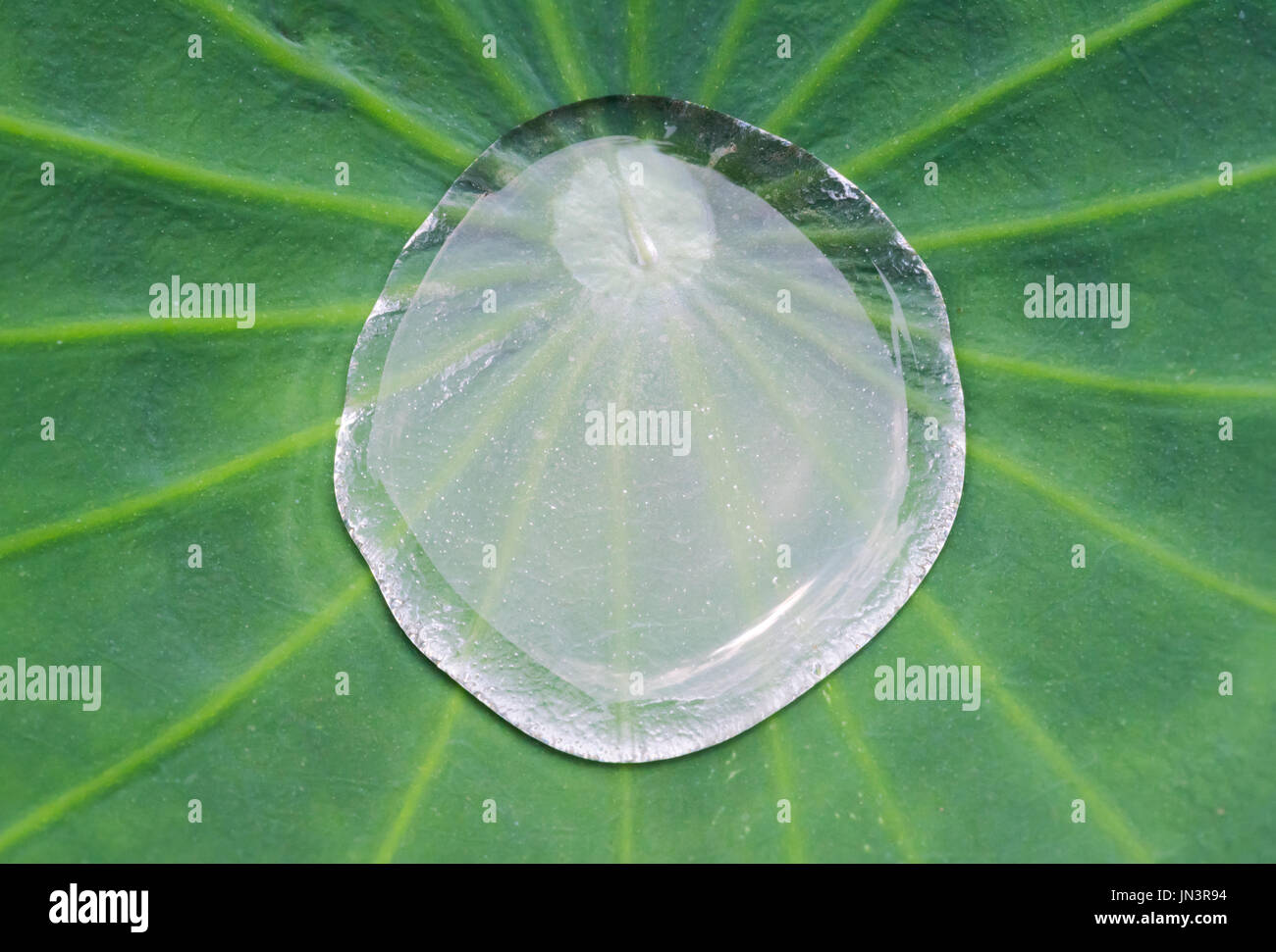 water drop on lotus leaf Stock Photo - Alamy