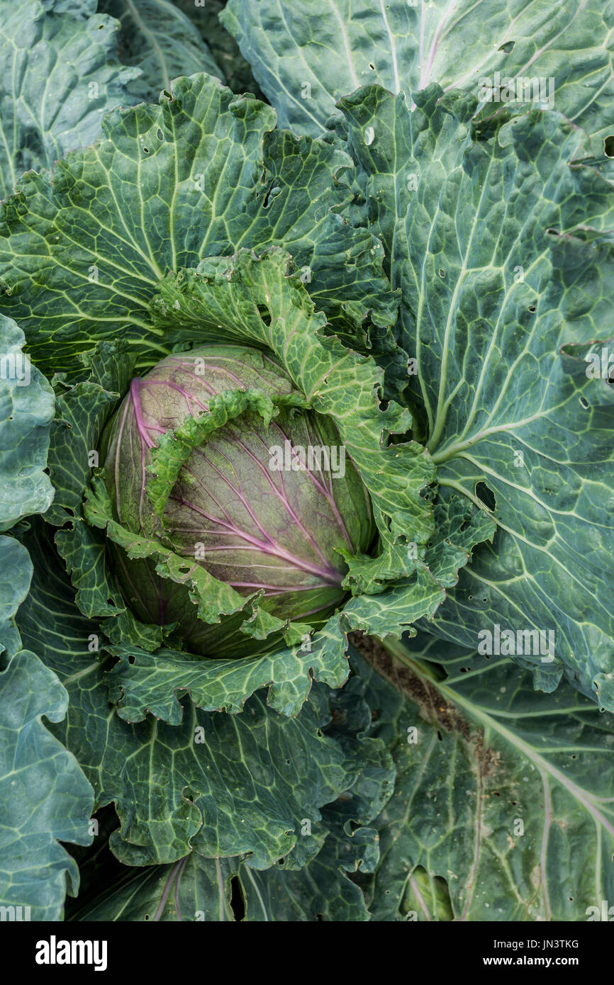 A close up of a large head of cabbage in a garden Stock Photo - Alamy