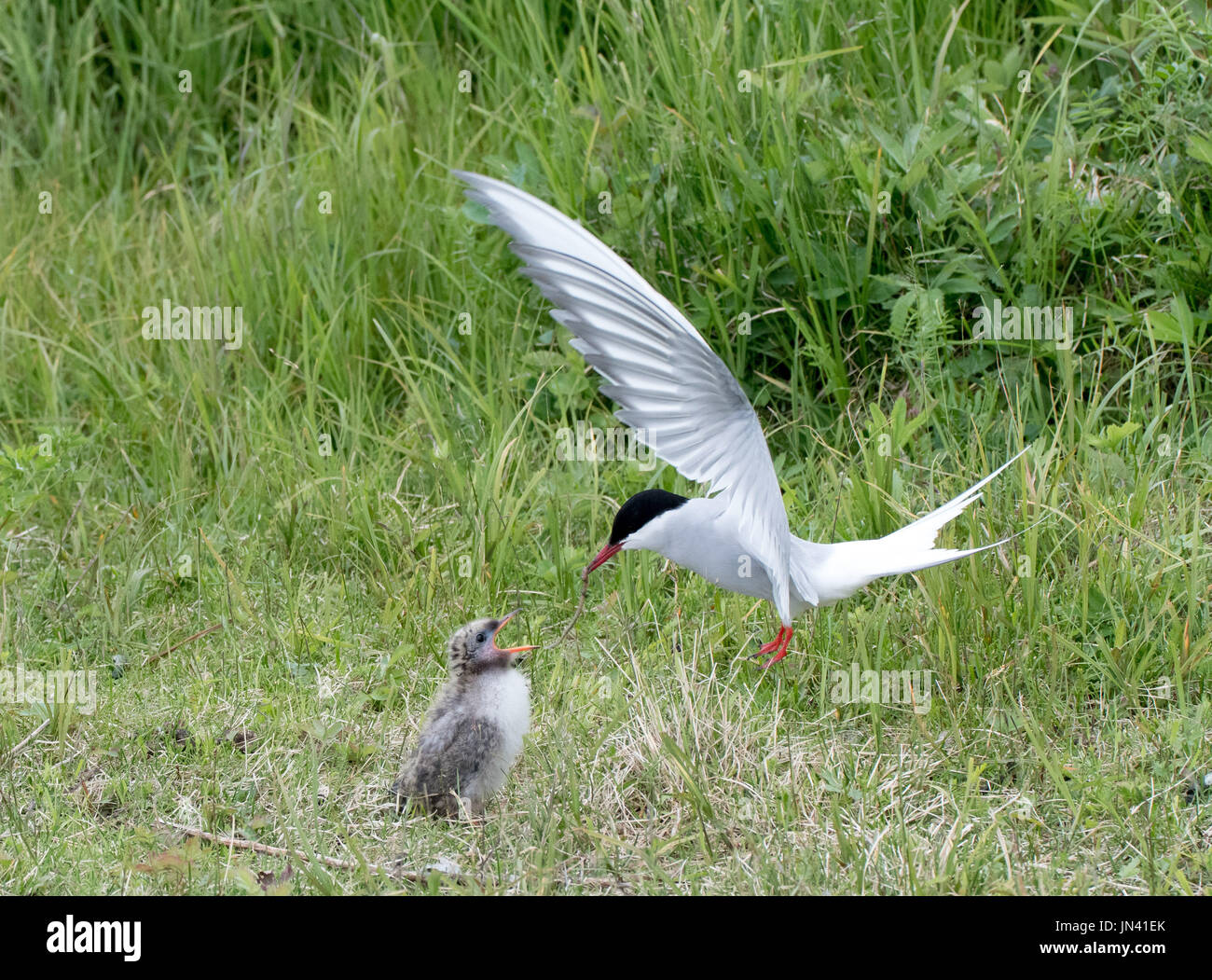 An Arctic Tern feeds its chick a fish Stock Photo - Alamy