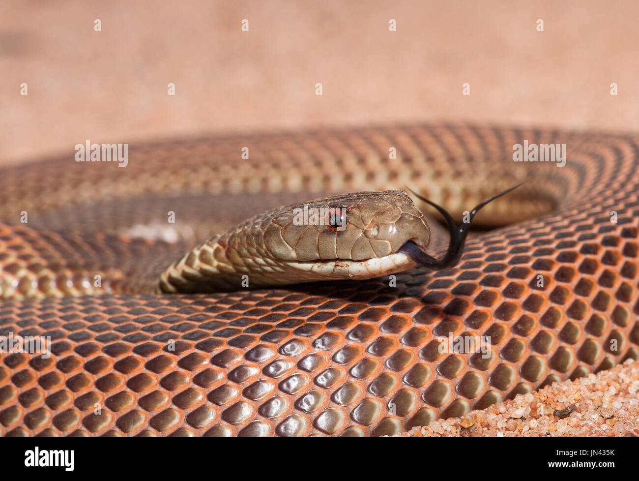 King Brown Snake Stock Photo - Alamy